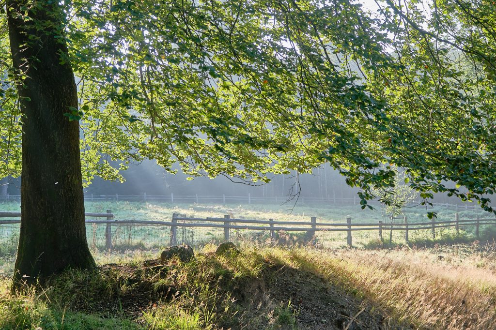 Der Frühherbst im Sachsenwald - Sachsenwaldblog.de